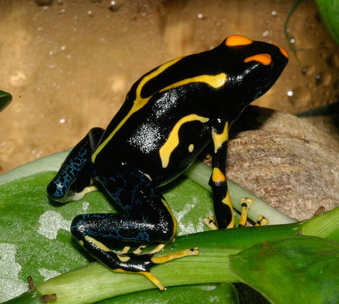 Dendroland: Dendrobates Tinctorius, sus morphos y variedades de color.