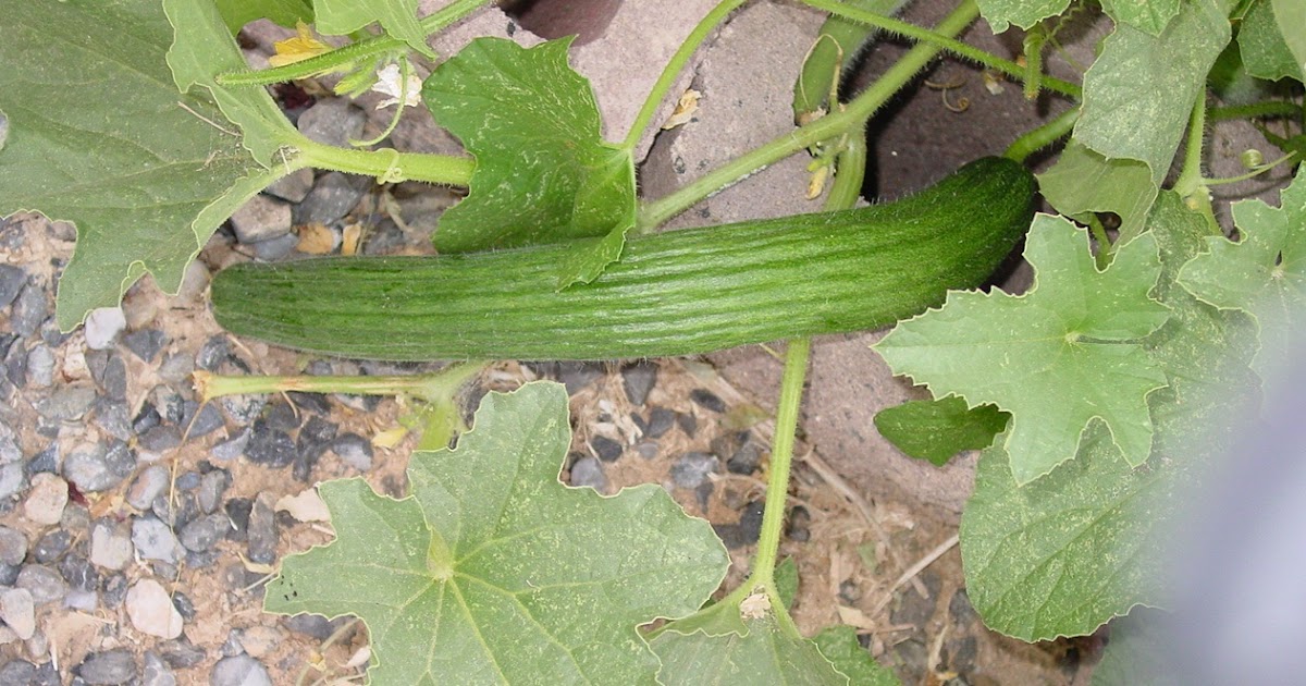Xtremehorticulture of the Desert: Bitter Armenian Cucumbers. Why?