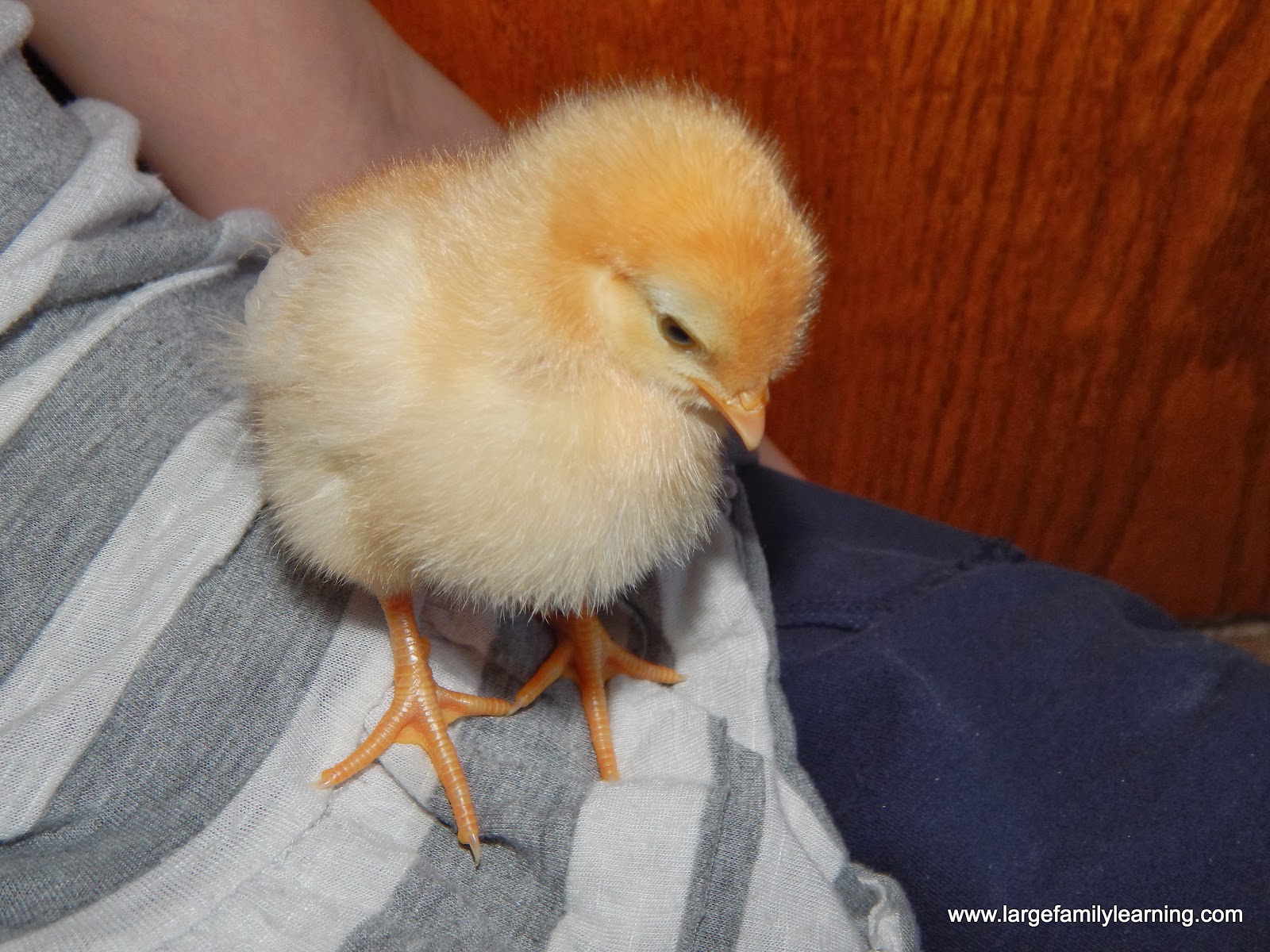 Large Family Learning : Raising Baby Chicks, Week 1, Part 2: Crazy ...