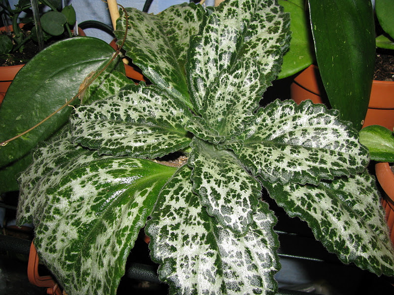 Zielona Przystań Lulu ______: Chirita