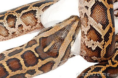 Photos of Boa Snake
