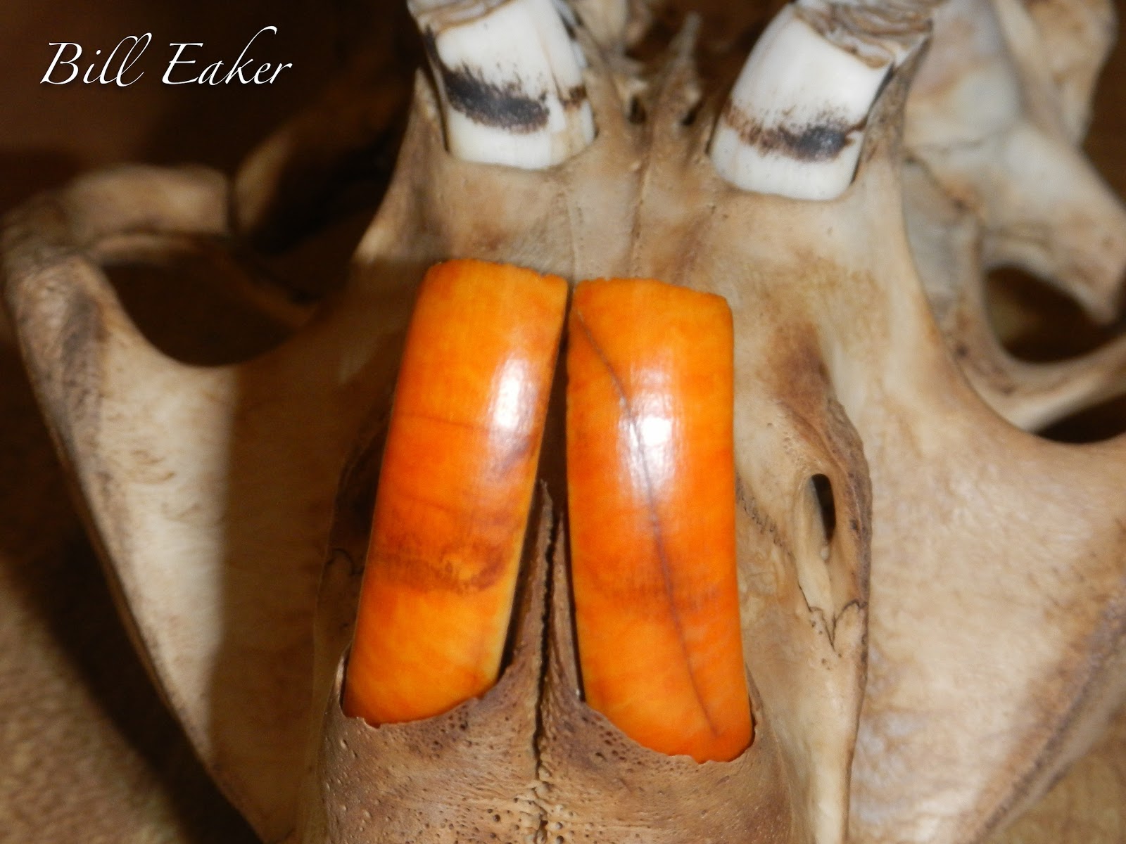Hennepin Canal - A Wilder Look: Busy As A Beaver