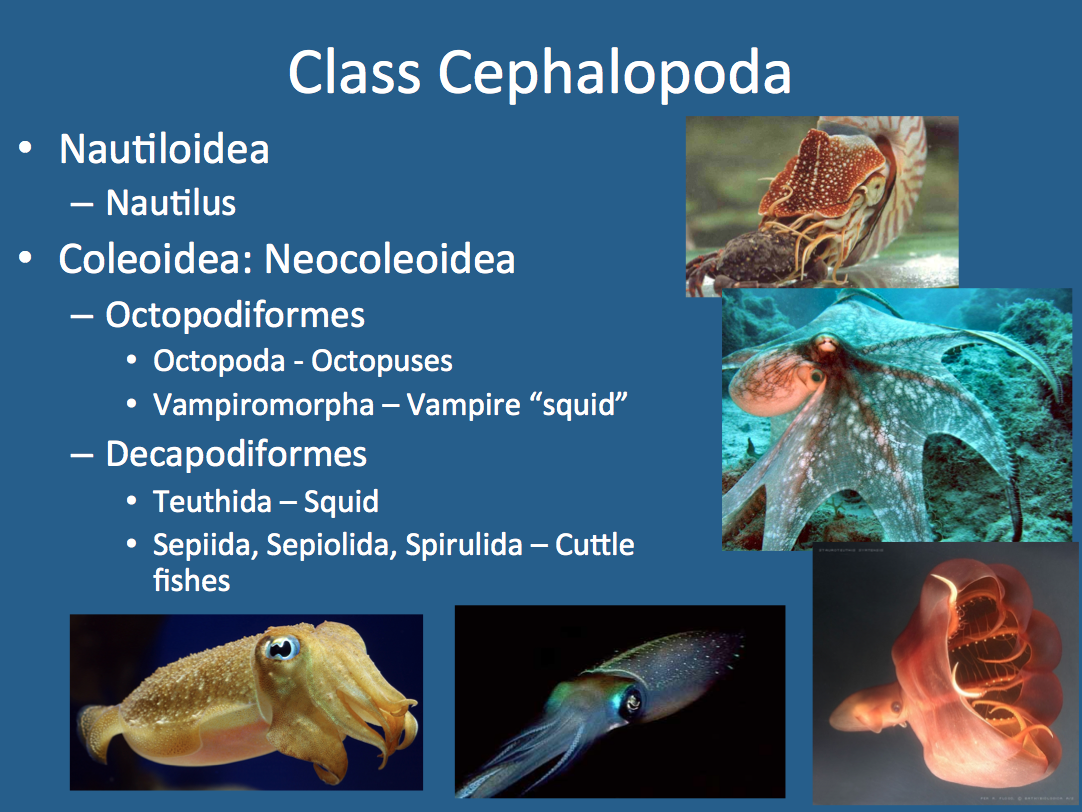 ONU Invertebrate Zoology: Lecture - Phylum MolluscaCephalopoda