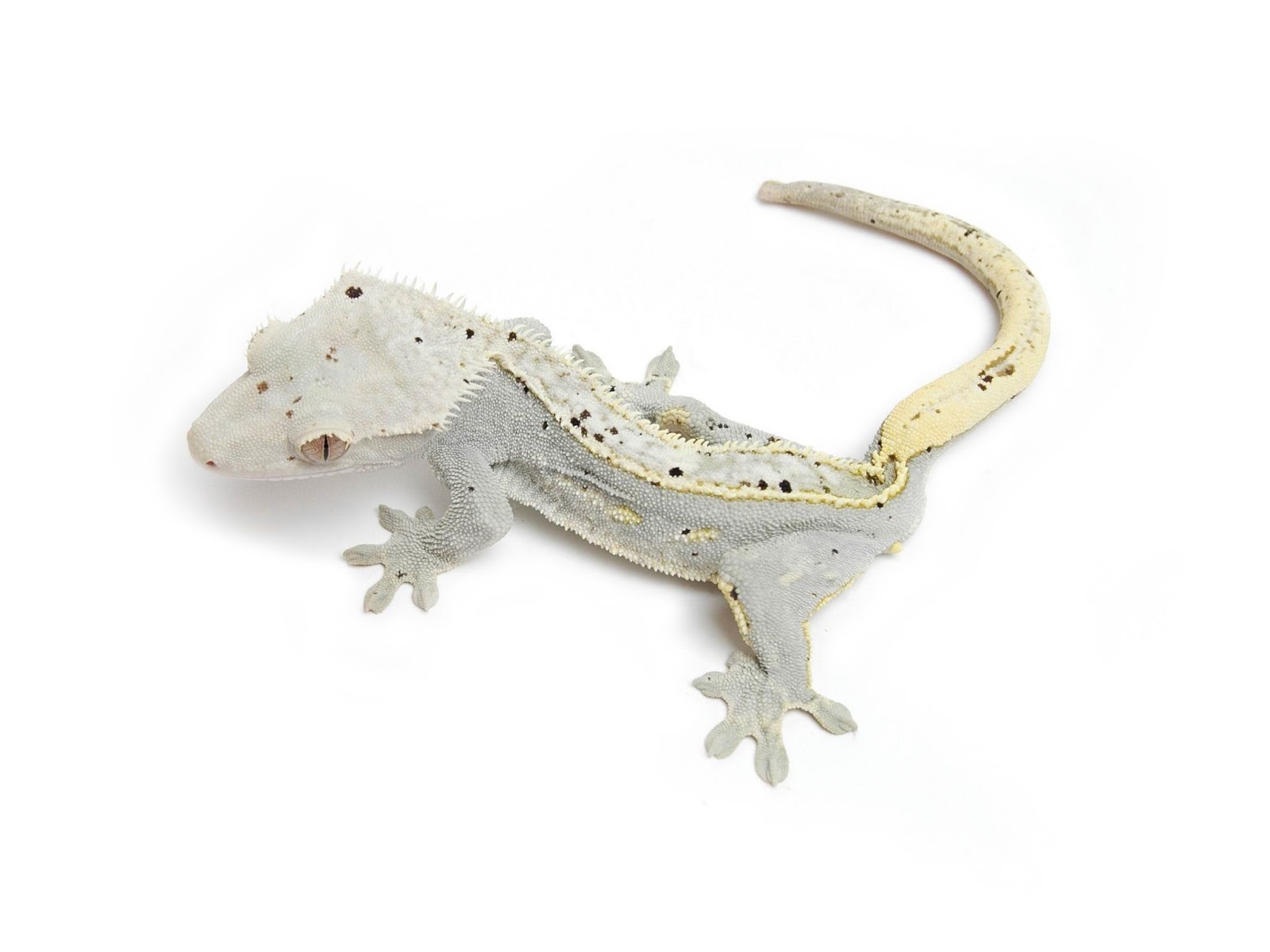 Crestados&Co: Gecko Crestado