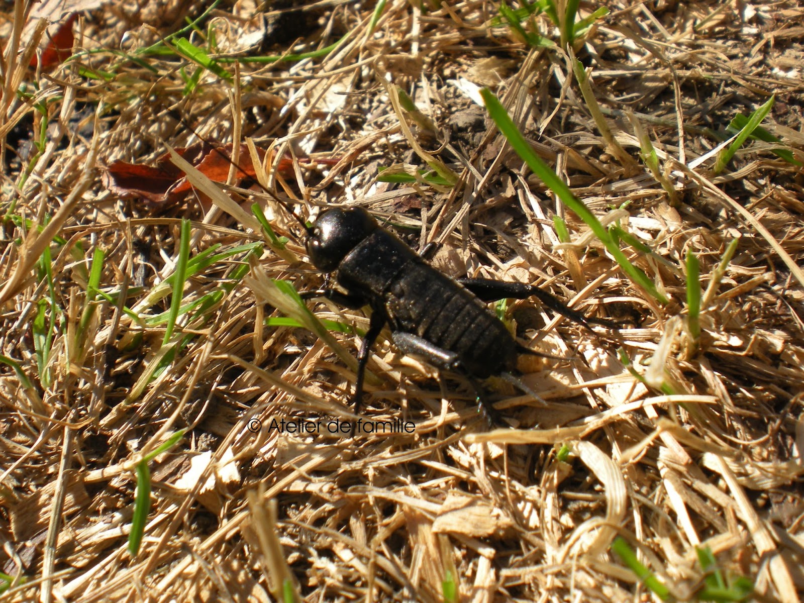 Balada unui greier... ~ Atelier de familie