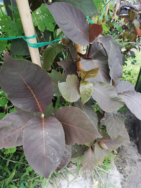 Inilah Rupanya Daun Puding Hitam Untuk Rendang, Jangan Silap Ye ...