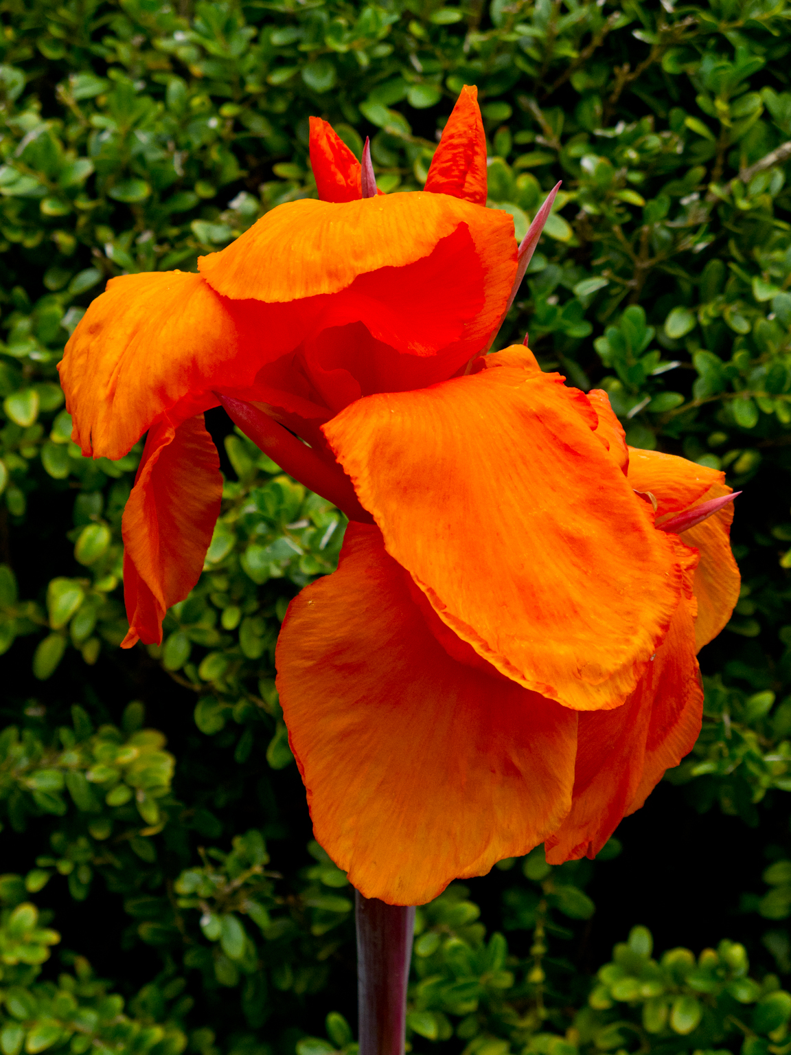 Washington DC Photographer: Bret Littlehales