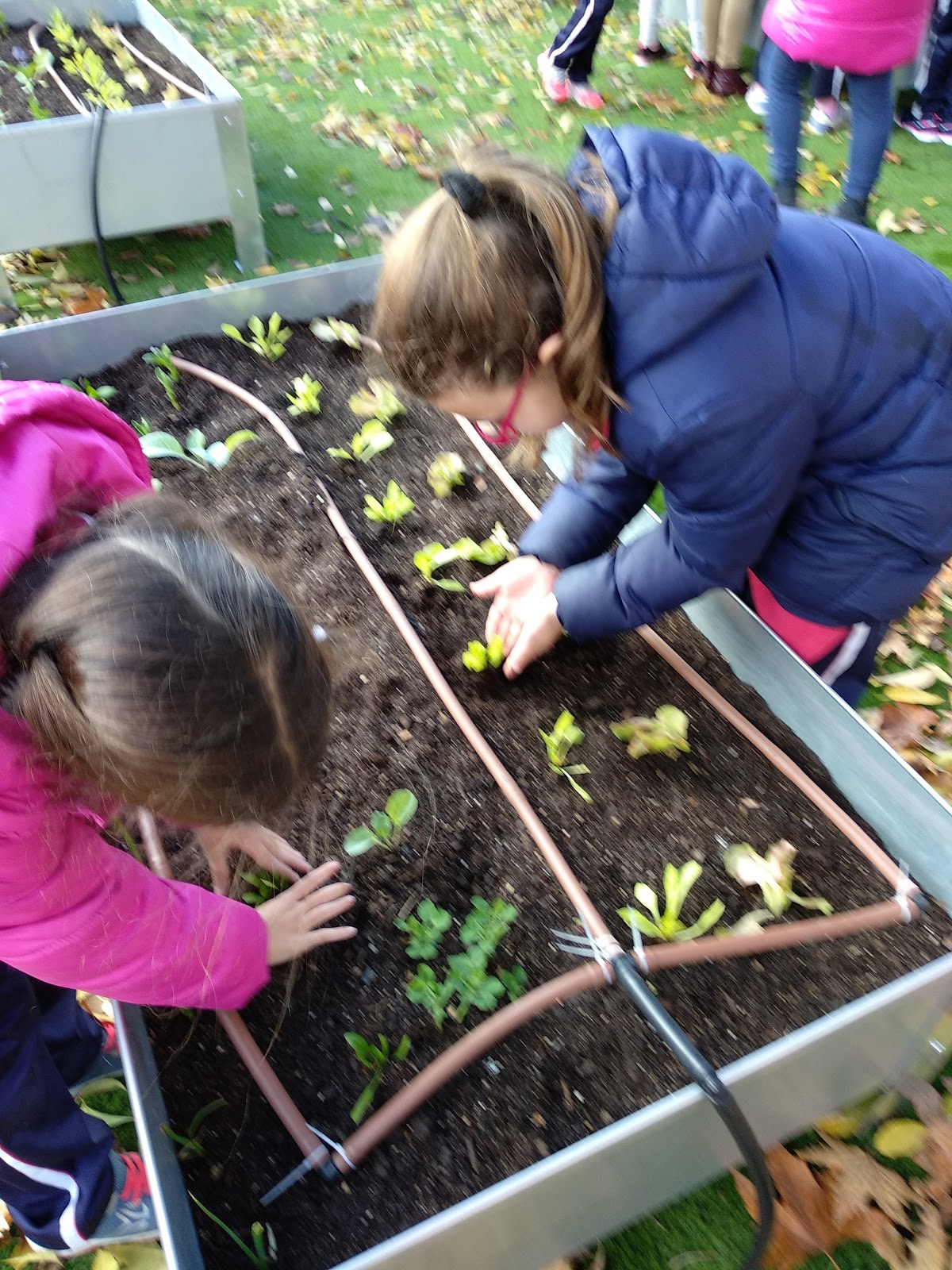 EL HUERTO DE SALESIANOS CARABANCHEL: APORCAR