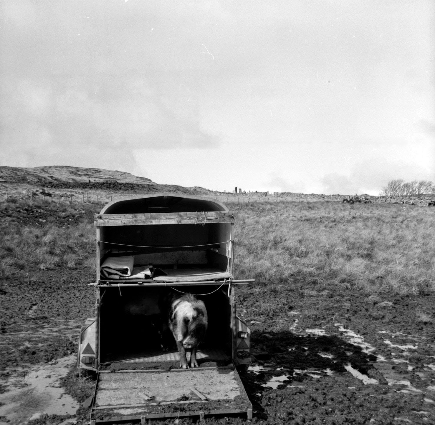 Boxes Bellows Stoned Again boxes-bellows-stoned-again
