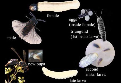 1000 temas de que hablar: Los 15 Insectos mas Extraños del Mundo