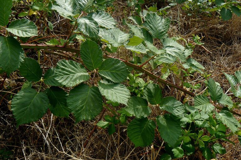 Future Plants by Randy Stewart: Raspberries and Blackberries