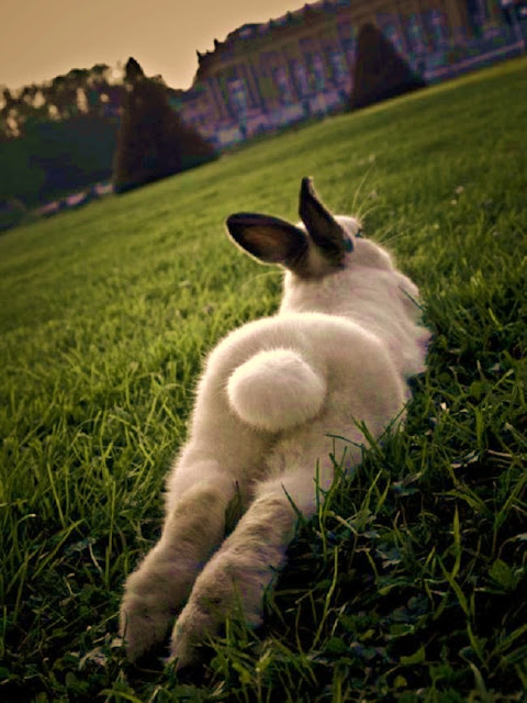 Amazing JPG: Bunny butt....