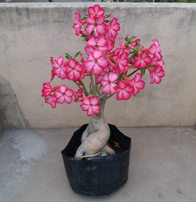 CheckOut~Adenium | Bonsai Adenium Plant