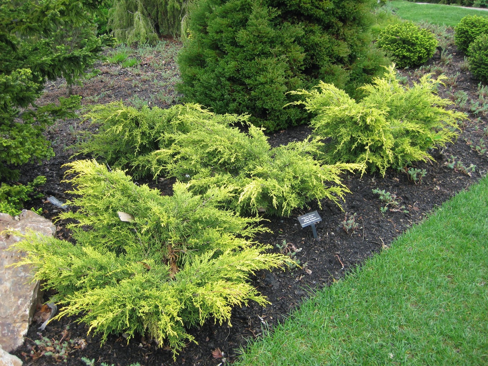 Rotary Botanical Gardens - Hort Blog: Golden Conifers For A Winter Glow