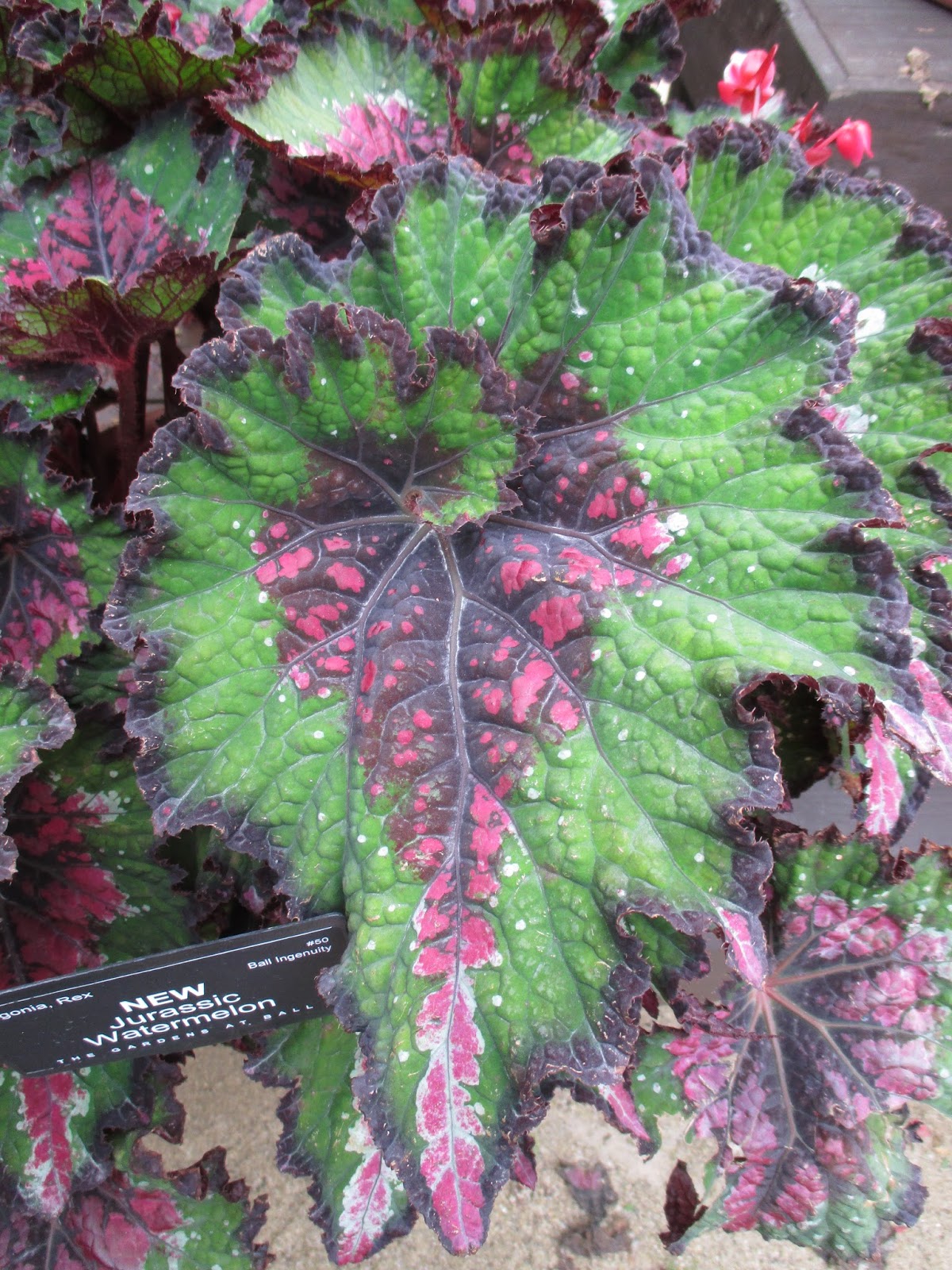 Jurassic Rex Begonias - Rotary Botanical Gardens