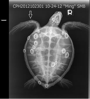 Sea Turtle Hospital: Third Sea Turtle Admitted To Sea Turtle Rescue ...