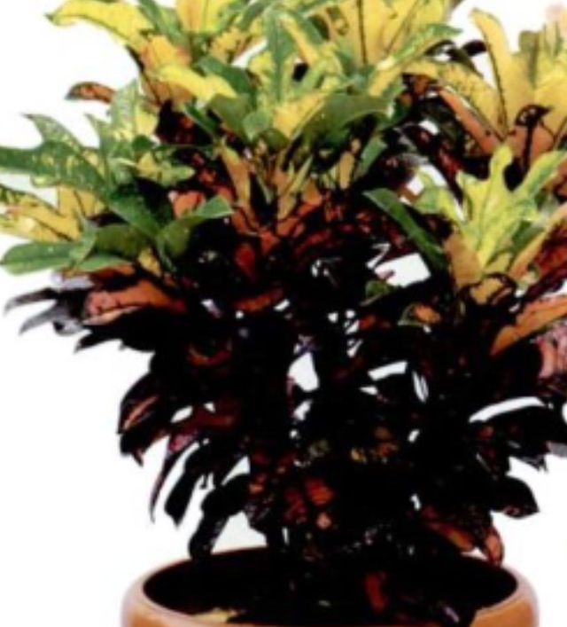 Bunga Puring yang Populer - 🥢 SettiaBlog