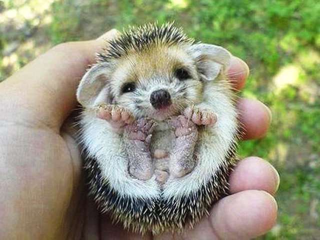 Rebecca-Desireé: Süße Tierbilder [Teil 1]