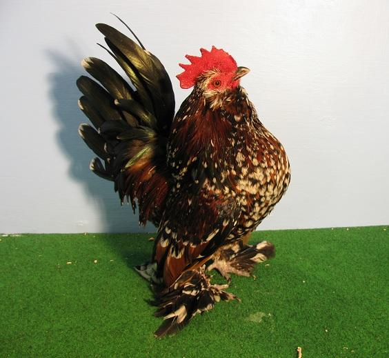 anizam agrofarm: Booted Bantam Chicken