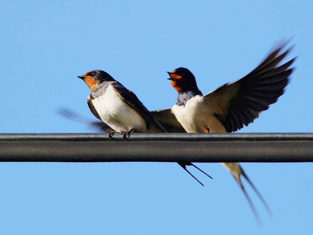 Arianita Hoxha Poezi: Dallandyshe në Dhjetor