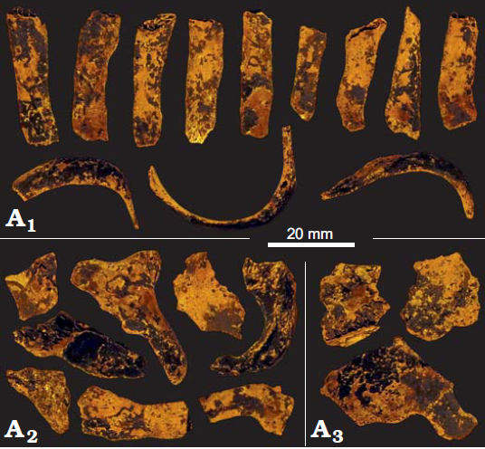 Sciency Thoughts: Panochthus sp.: Preserved tracheal rings in a Late ...
