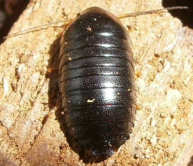 Invertebrate Dude: Isopods, Isopod Mimics, & A Cool Millipede Species!