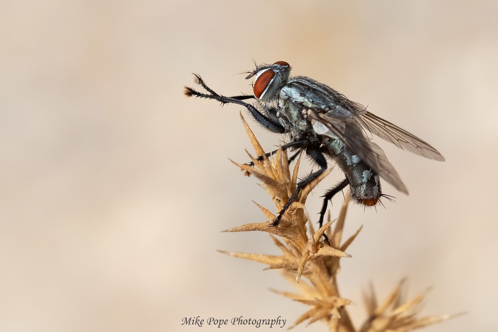 Kuwait Birding: Lockdown - Day 50