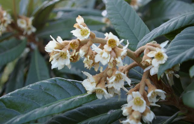 The Grackle: Winter Blooms of the Loquat