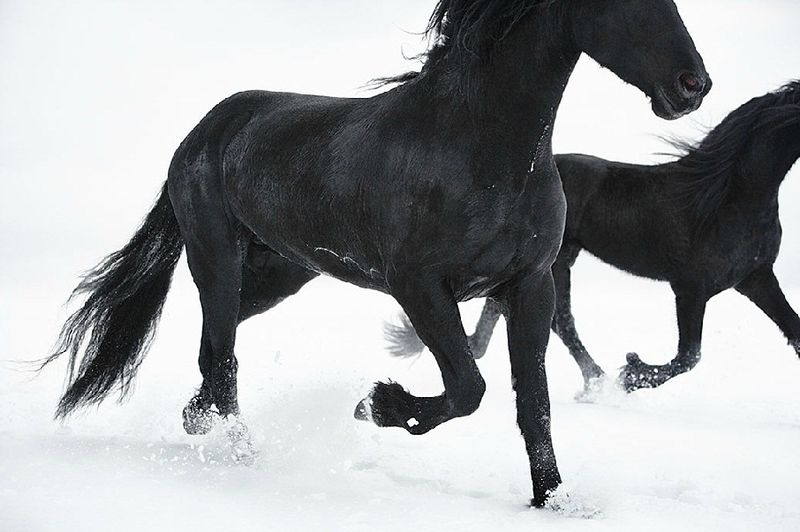 Beautiful World : Series of "Equus" Photos
