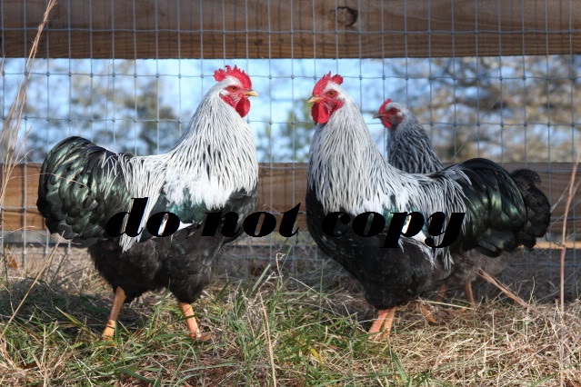 Silver Penciled Plymouth Rock Chickens