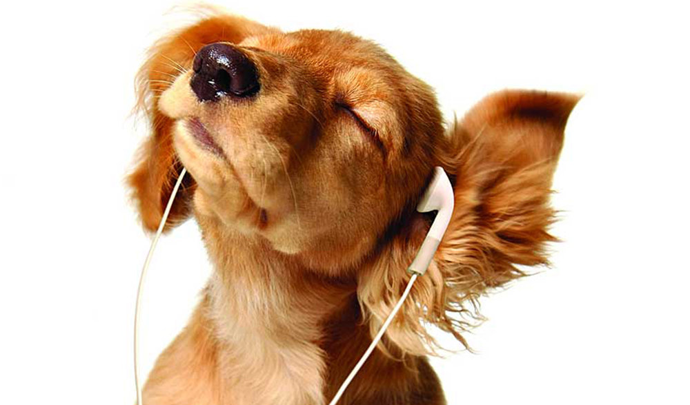 #25 ¿ANIMALES, PLANTAS Y MÚSICA?