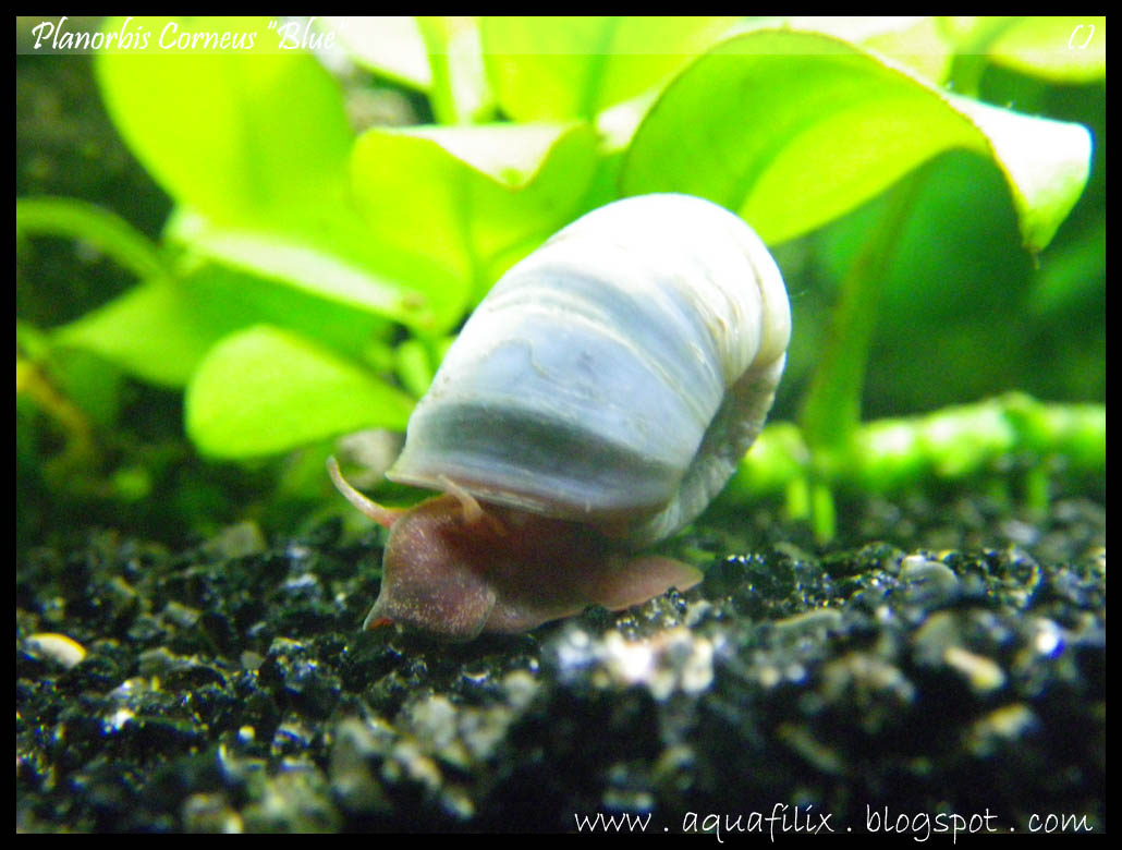 Aquafilix: Planorbis Corneus (Planorbarius Corneus)