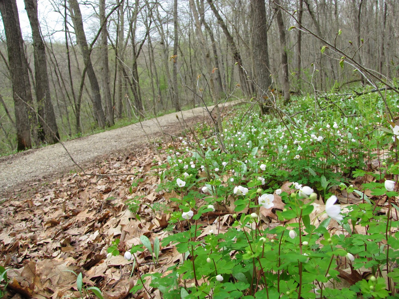 MinnesotaTourist.Com : Minnesota wildflowers at Nerstrand Big Woods ...