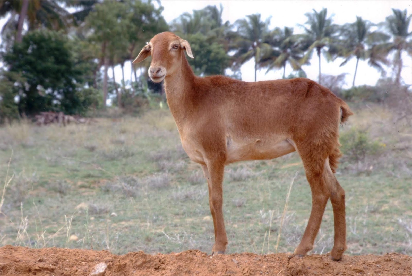 Sheep Breeds-Making Vet