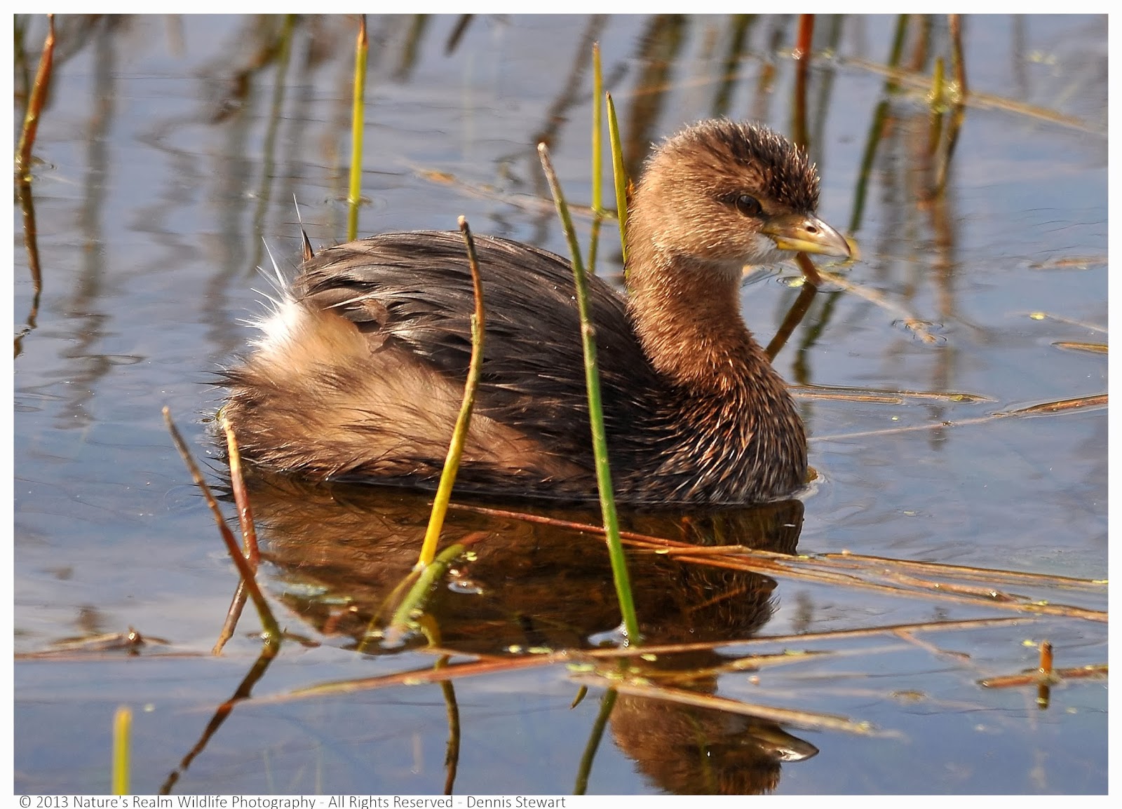 Nature's Realm Wildlife Photography: Pied-Billed Grebe