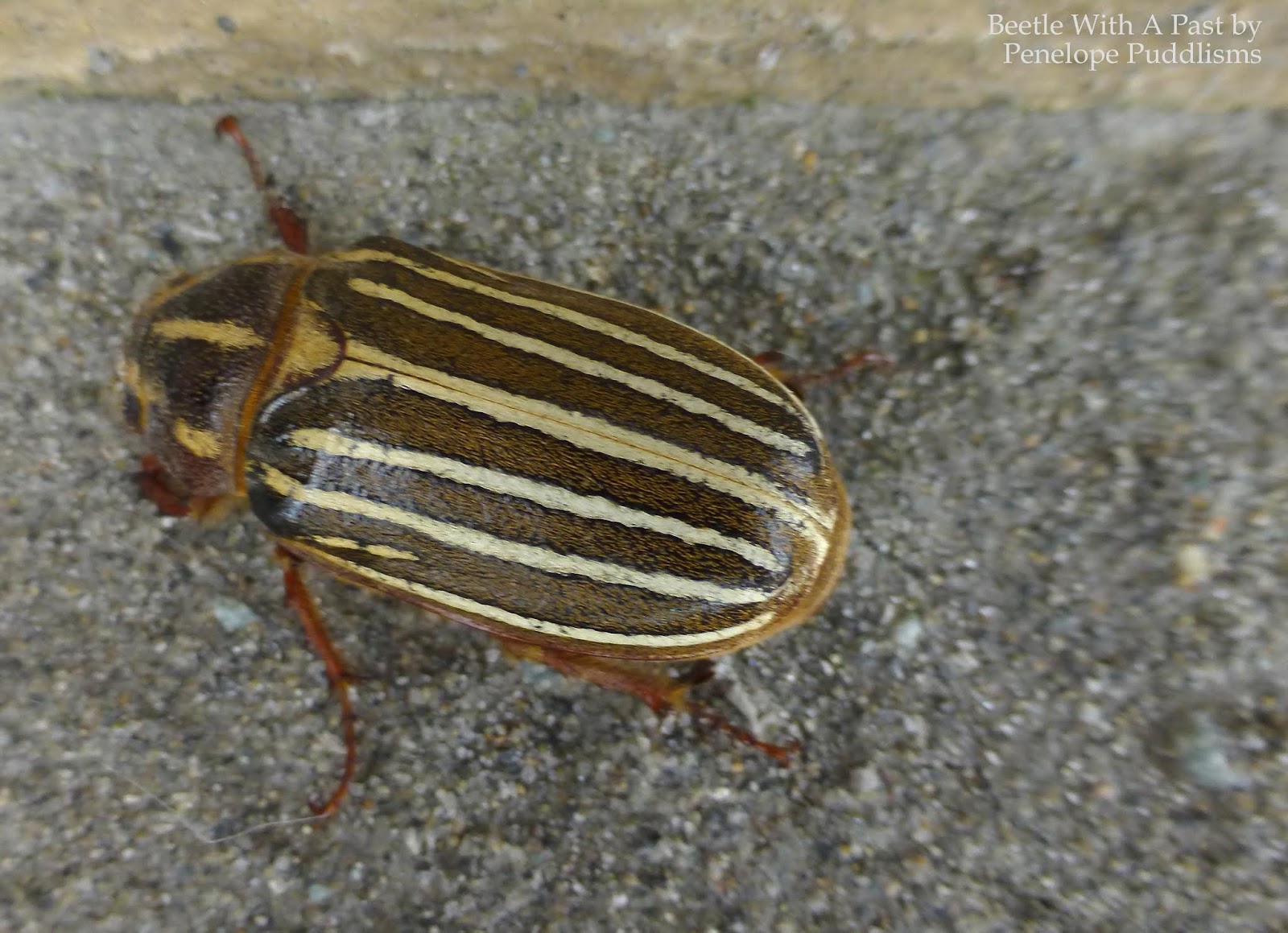 Watermelon Striped Beetle With Ancient Connections