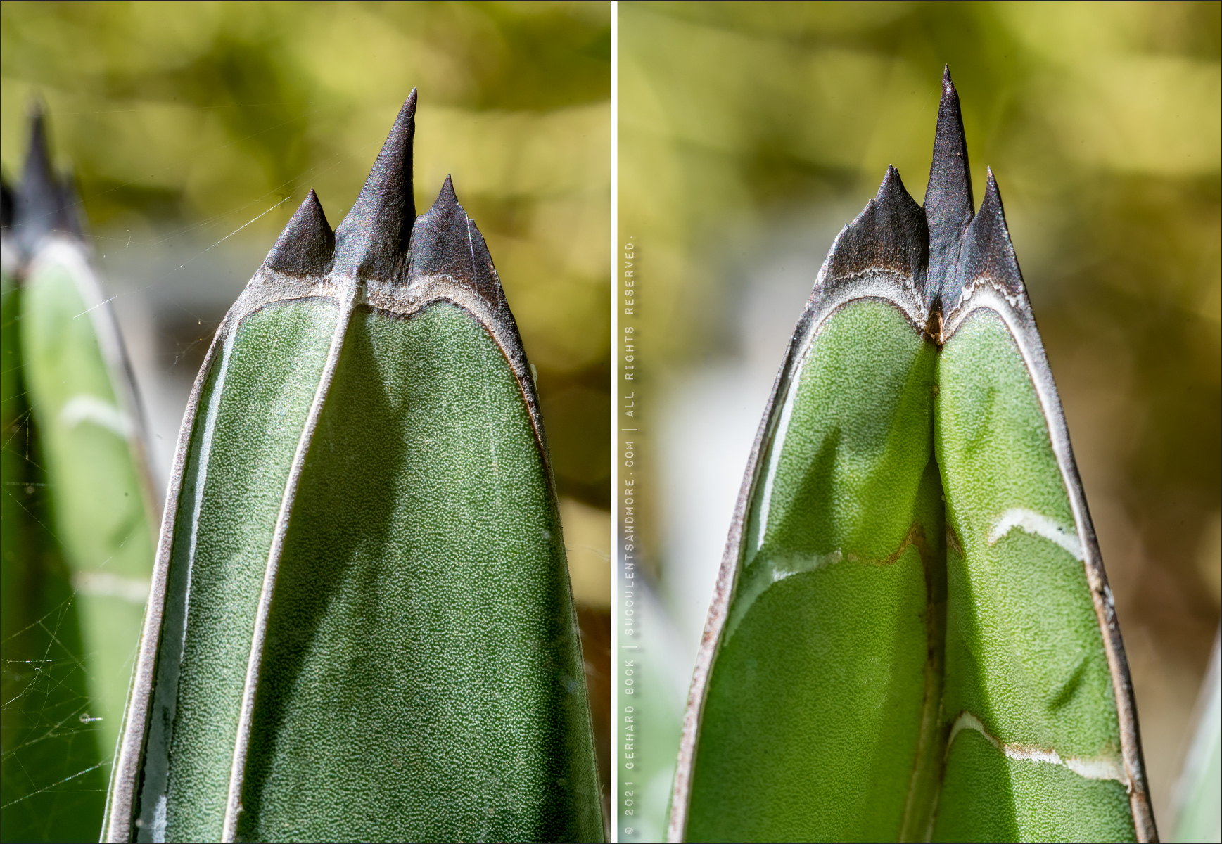 Spines, spikes, and prickles