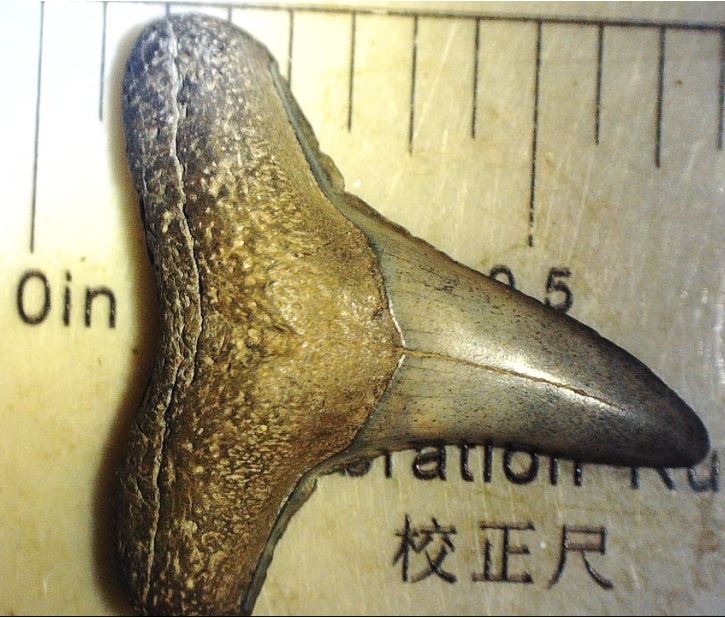 Treasure Beaches Report: Pt. 2. (2020 and Beyond). : 8/9/20 Report ...