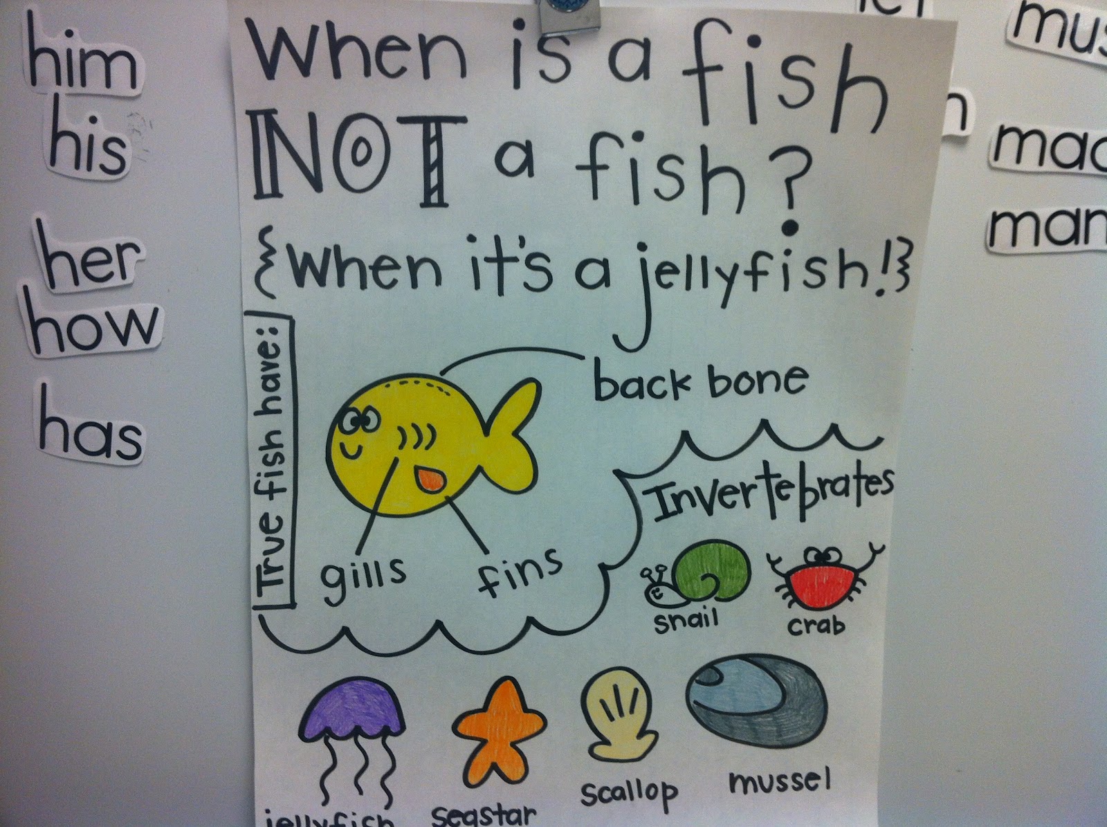 First Grader...at Last!: Marine Science Sea Lab