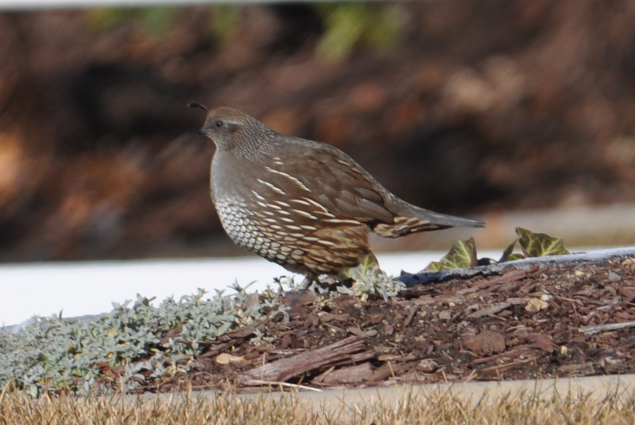 Wild Day Utah: California Quail