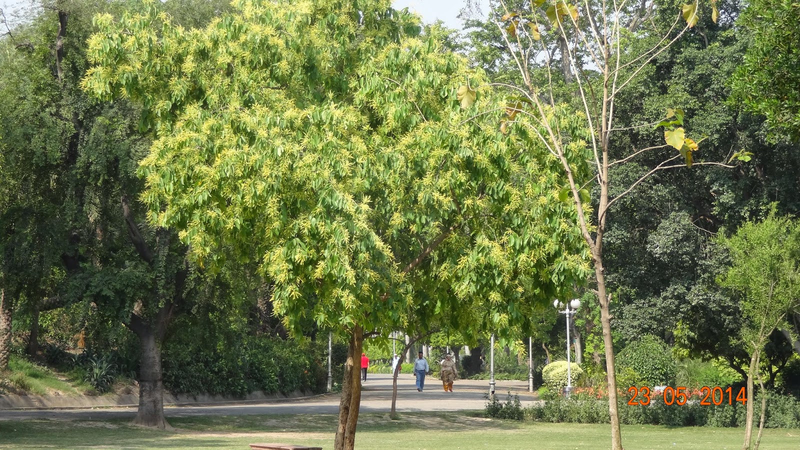 Plants of Lahore - Pakistan: Terminalia chebula- Hareer Tree