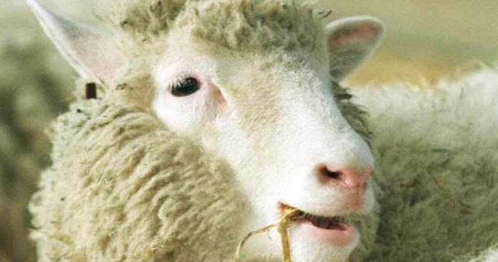 THE GRANDMA'S LOGBOOK ---: DOLLY, THE FIRST MAMMAL CLONED FROM AN ADULT ...