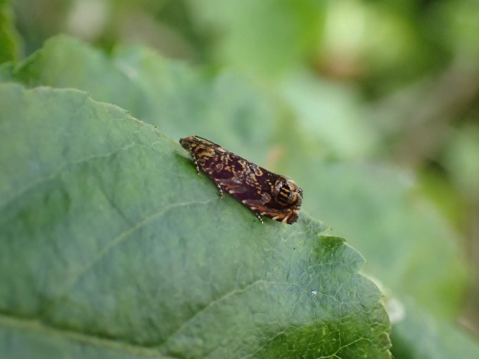 Birds and Beer: NORWICH: Cherry Bark Moth