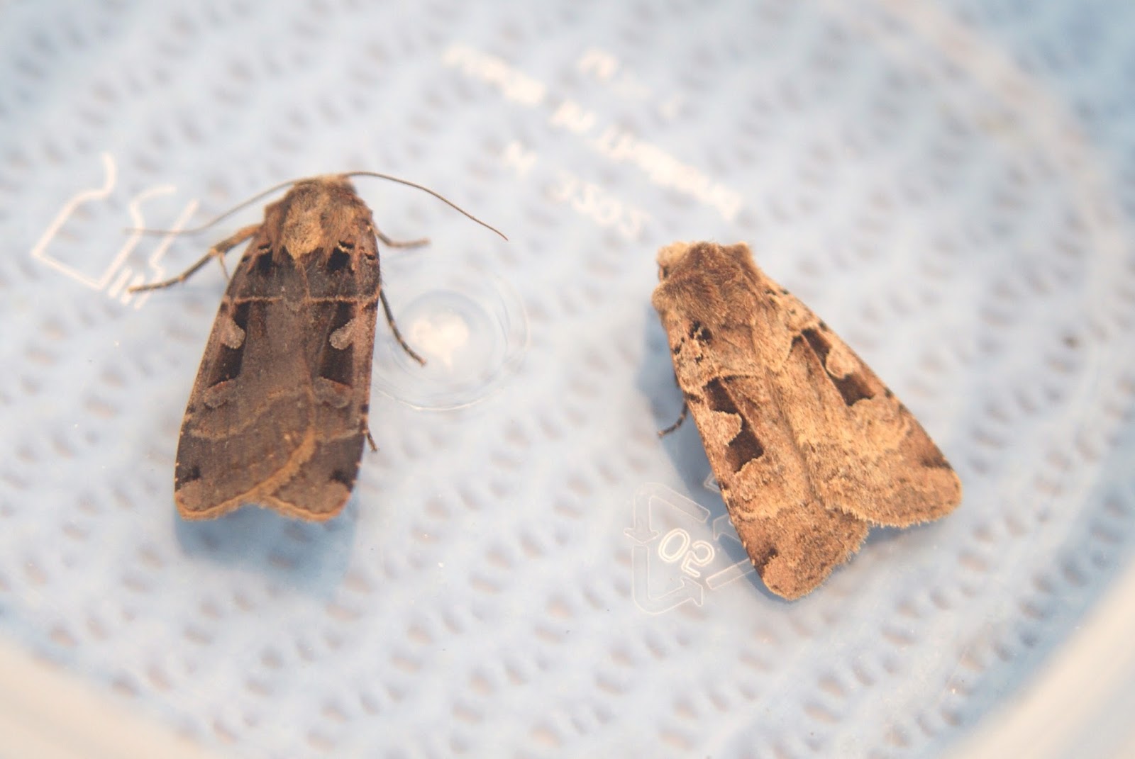 North Wales Bug Blog: July 2013