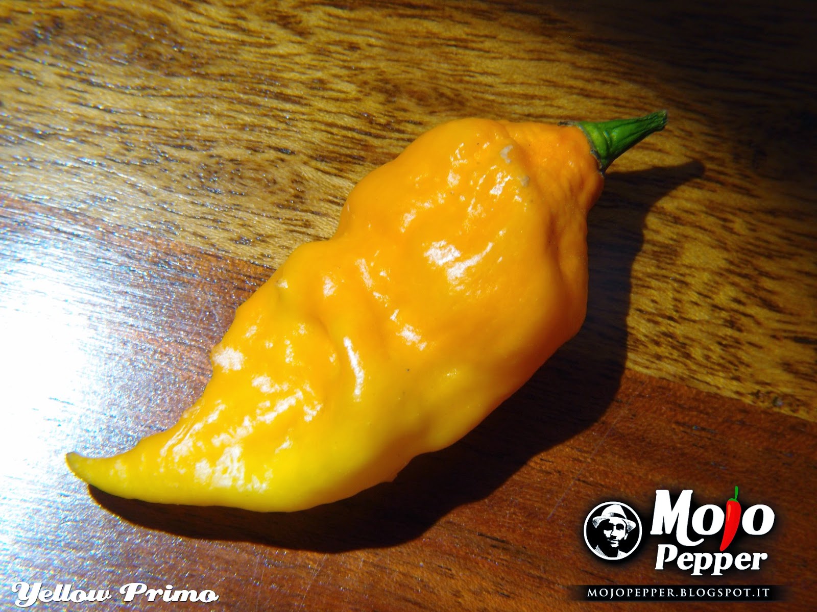 The Mojo Pepper - Just a Chili Pepper grower: Yellow Primo 7 POT