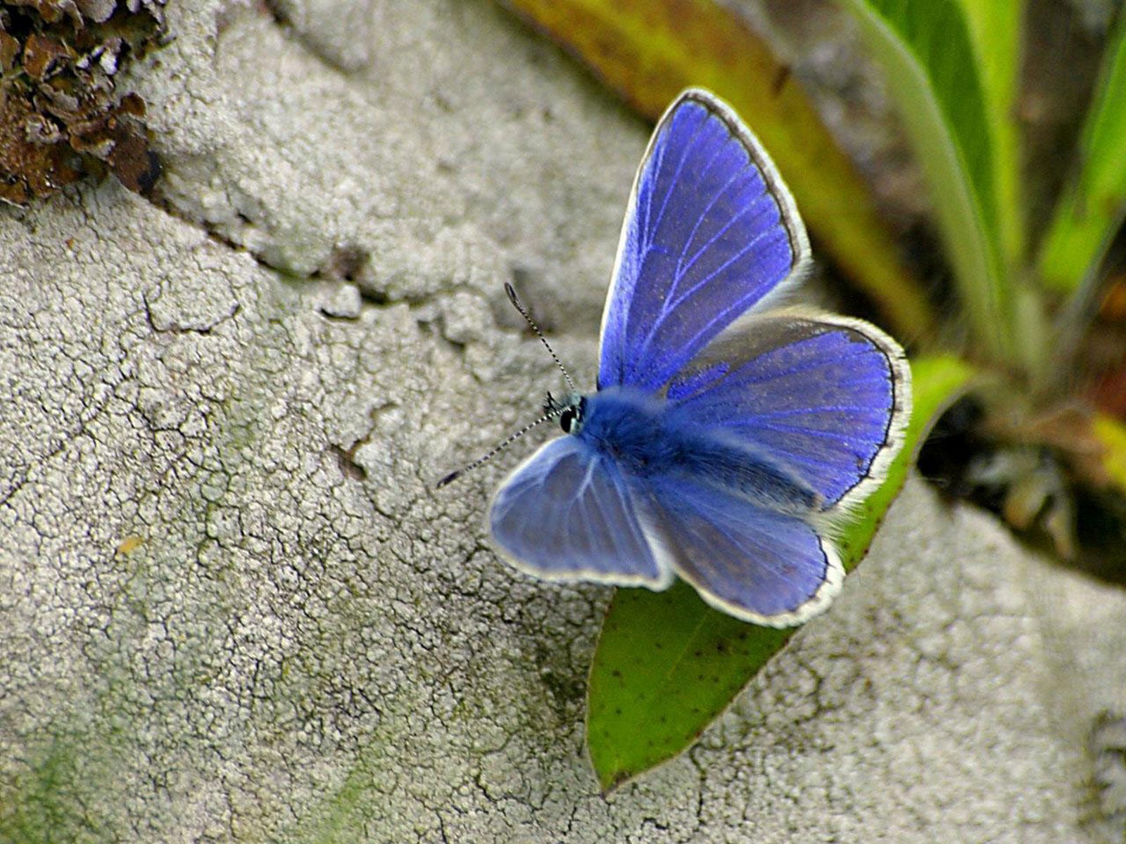 Beautiful Butterfly Wallpapers