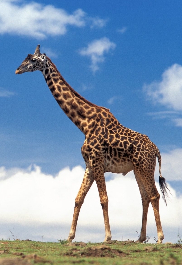 Kacamata Jerapah: Kenapa Kacamata Jerapah?