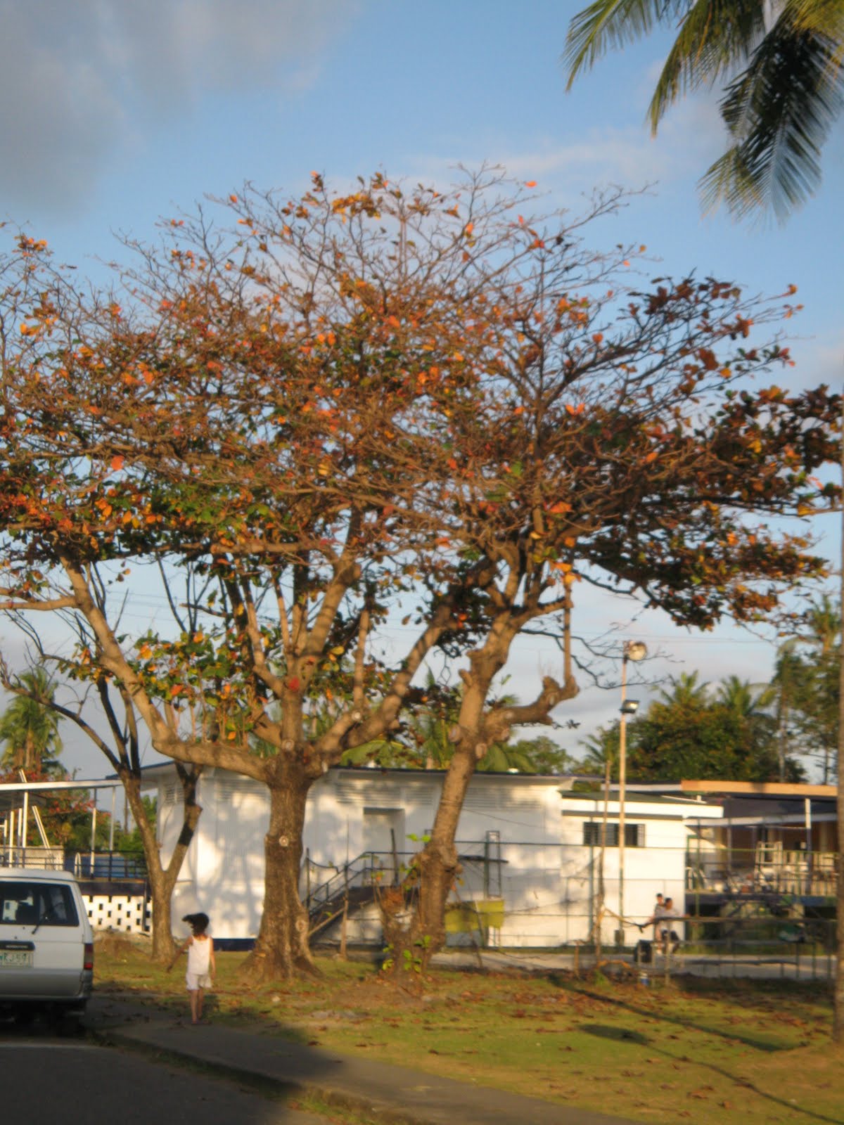 bucaio: Umbrella Tree Seeds