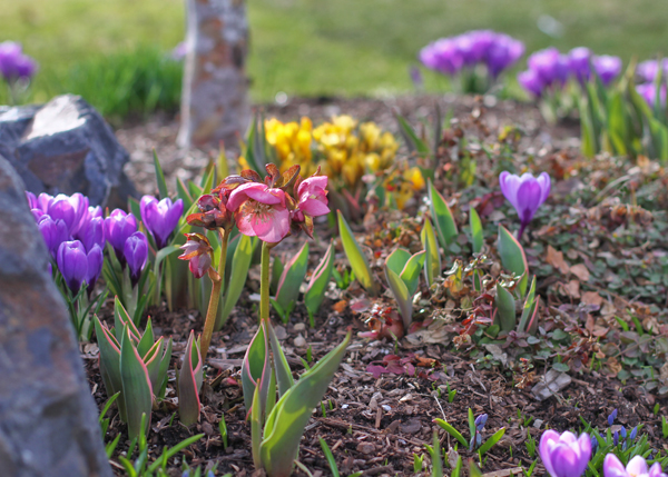 VW Garden: Little March Beauties
