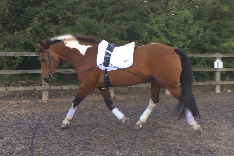 KB Equestrian: Product Review - EquiAmi Training Aid